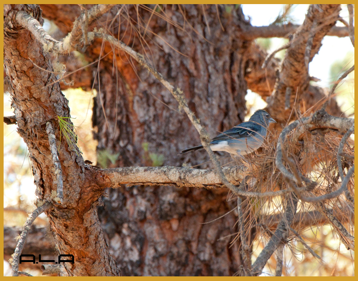 Pinzón azul del Teide (Fringilla teydea): AVES CESAR