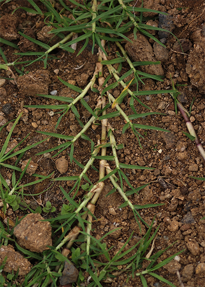 Hortagonal: O escalracho