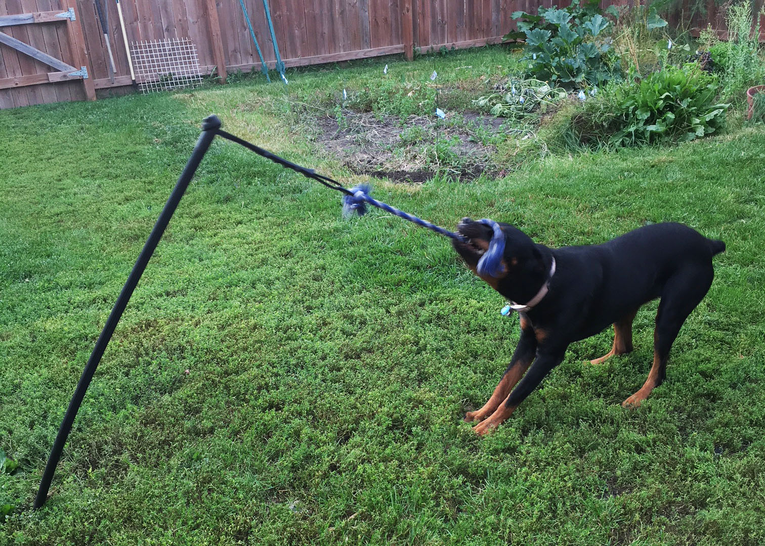 New Age Mama: Review: Tether Tug Outdoor Dog Toy
