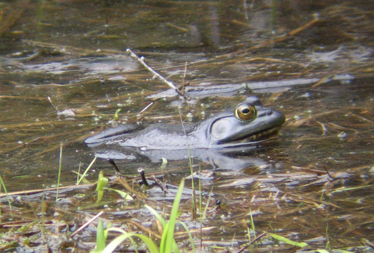 Woods Walks and Wildlife: Watcher in the Water