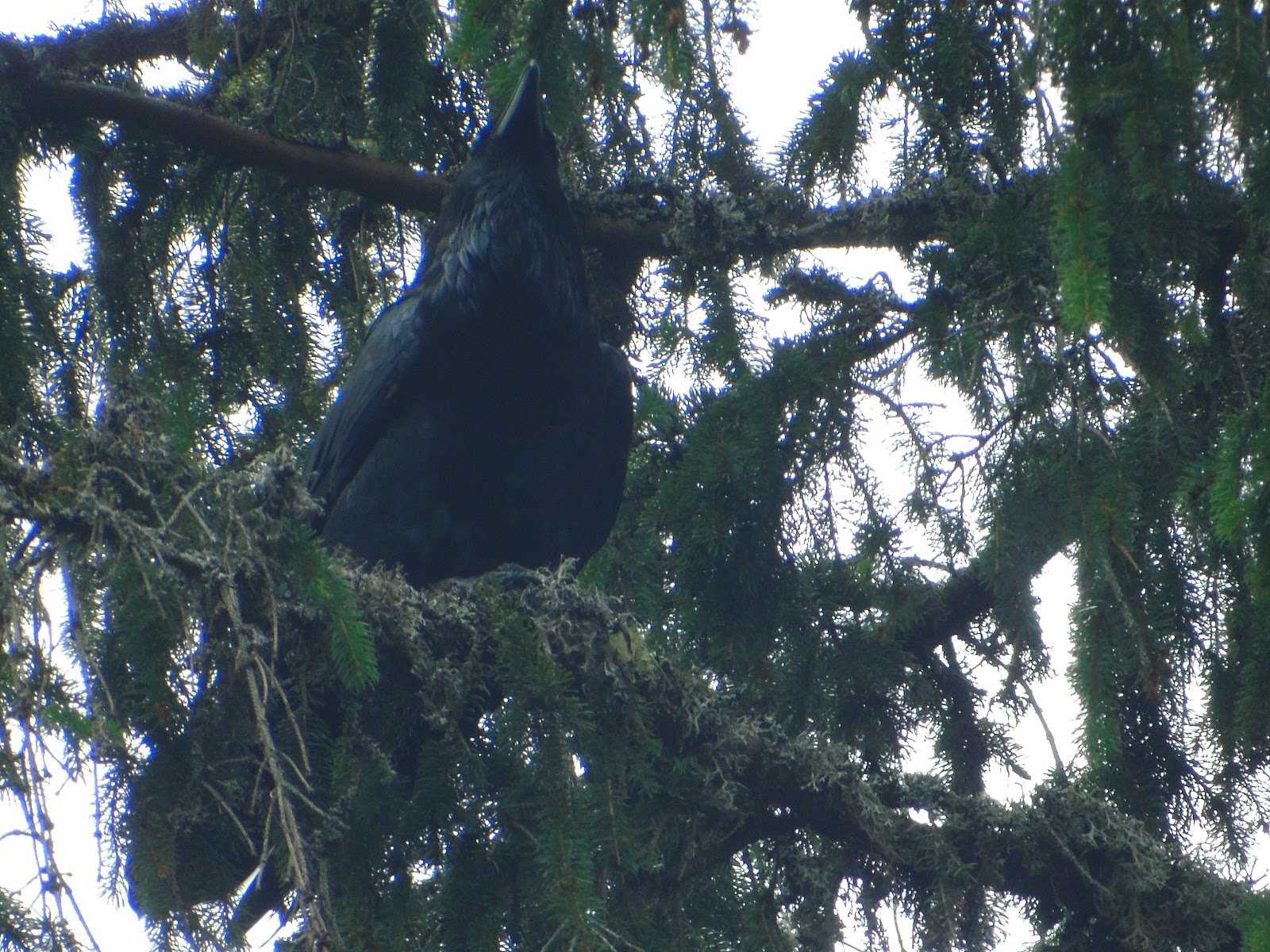 PASARI DIN ROMANIA: CORB, Corvus corax