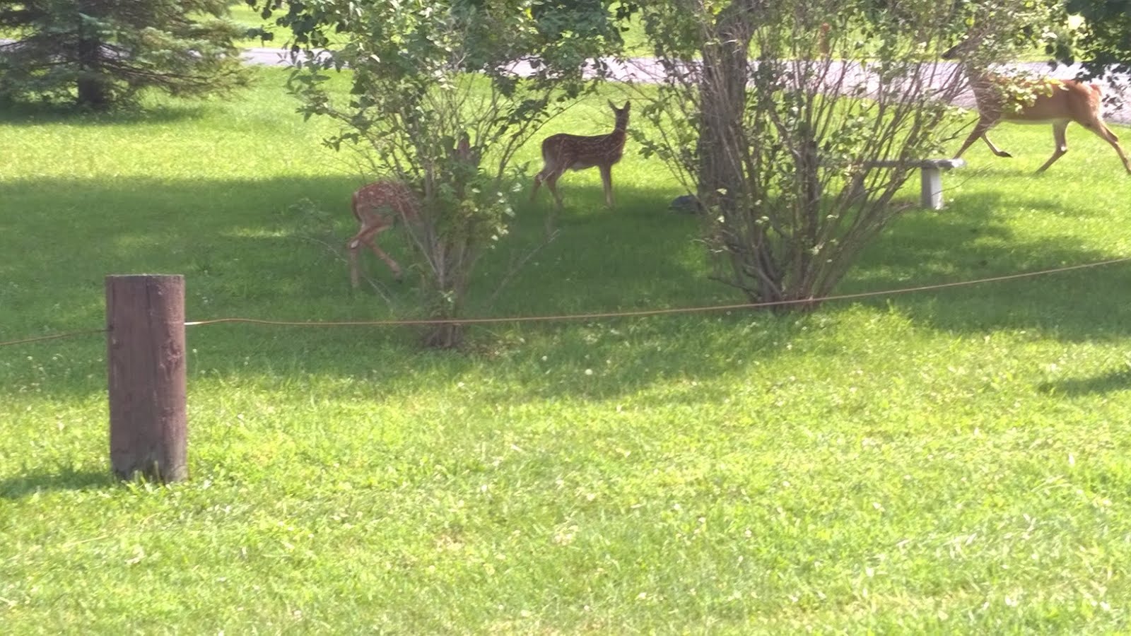 The Bayles Lake Blog