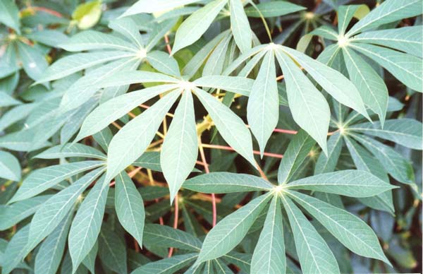 Ciri dan Manfaat Tumbuhan Ketela Pohon ( Manihot esculenta Crantz ...