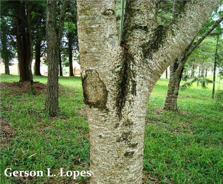 Argentina nativa: Timbó (Enterolobium contortisiliquum)