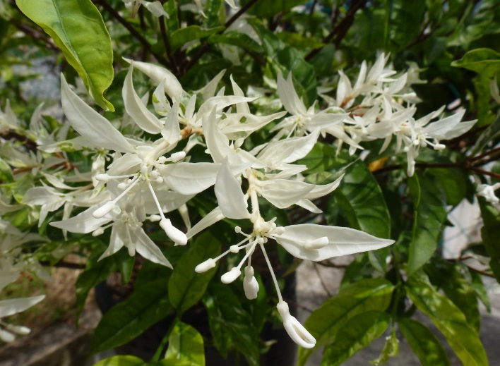 Greenfingers: Bunga Cantik Lagi