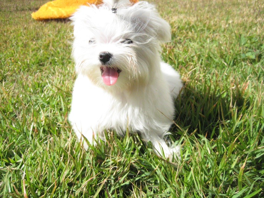 Pet Shop da Kiyoko: Maltês