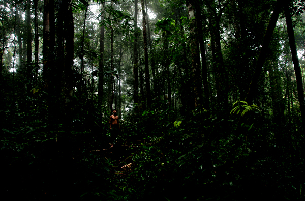 Western Ghats Evergreen Wild life Kerala; Protect endangered species in ...