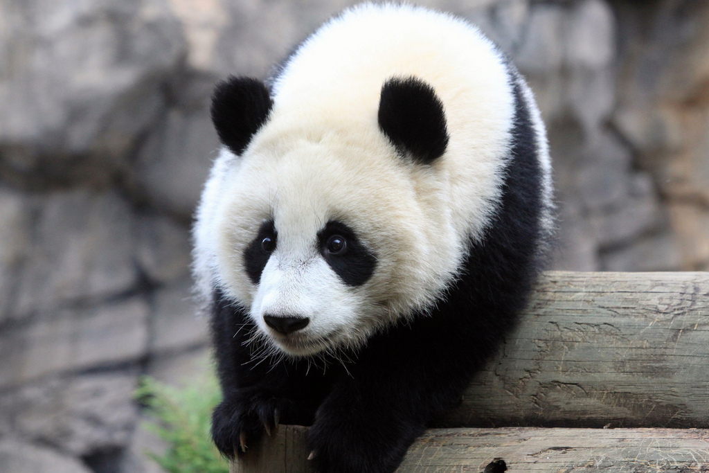 ANIMALS WALLPAPERS: panda cool facts, panda cool stuff ,china panda ...