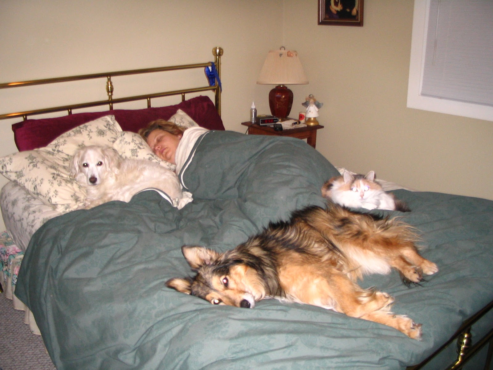 CRAZY..BUT NOT ALONE: WHY DO I HAVE SO MANY PICS OF TERRY SLEEPING