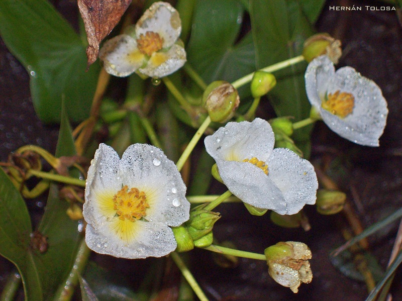 Flora Bonaerense: Saeta (Sagittaria montevidensis)