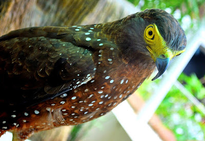 Birds Beak: Yellow Eyed Lawin