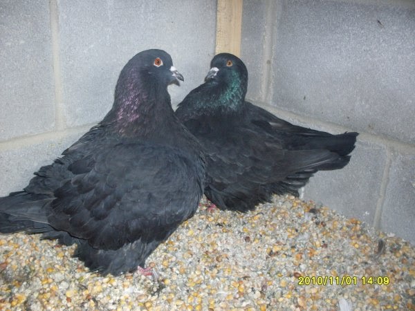 Mymensingh Pigeon & Bird Club: Pigeon Photo Gellary