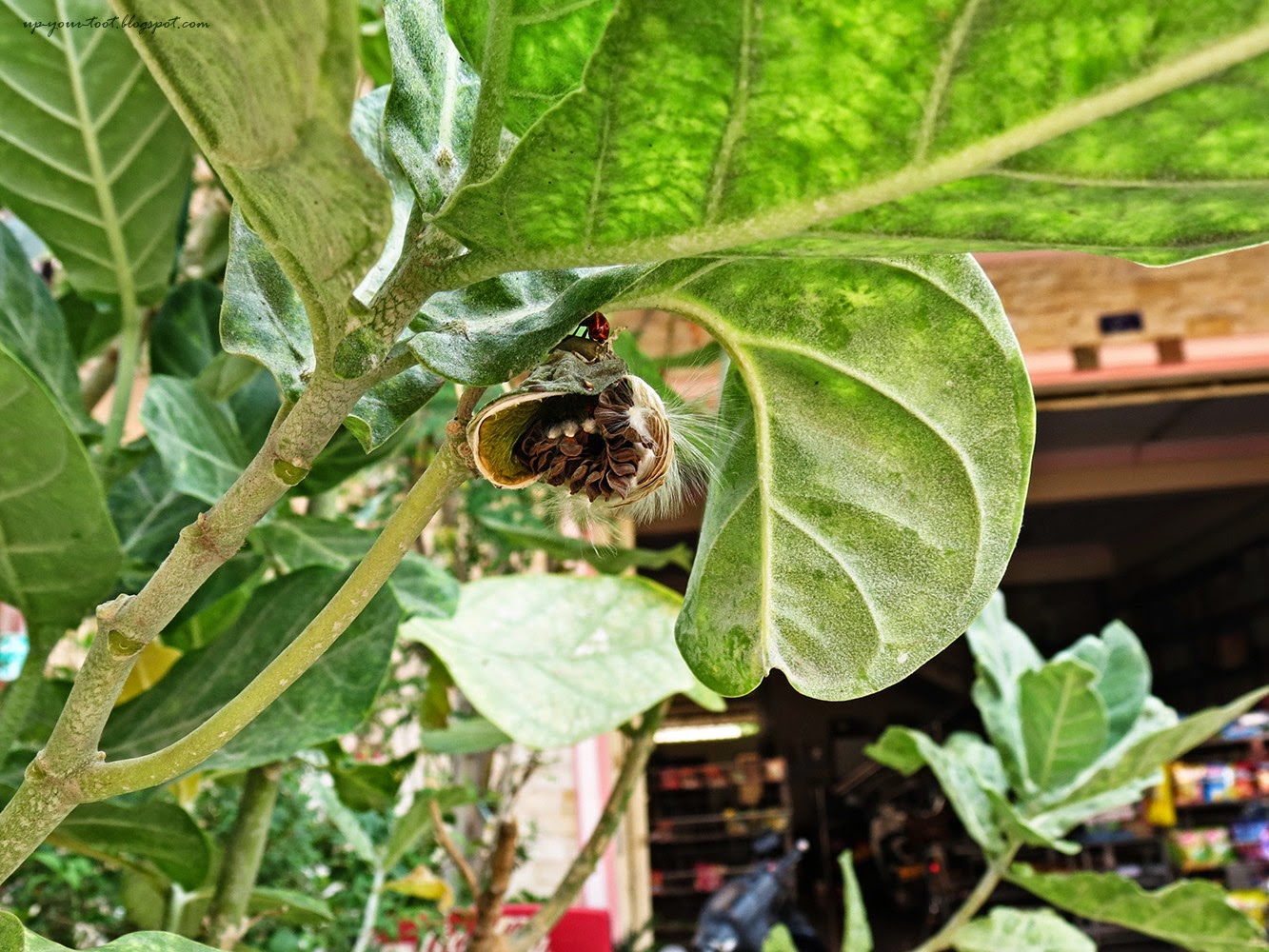 Calotropis gigantea - The Giant Milkweed - Half a pound of treacle