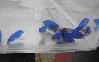 Ikan Hias Air Laut Blue Devil