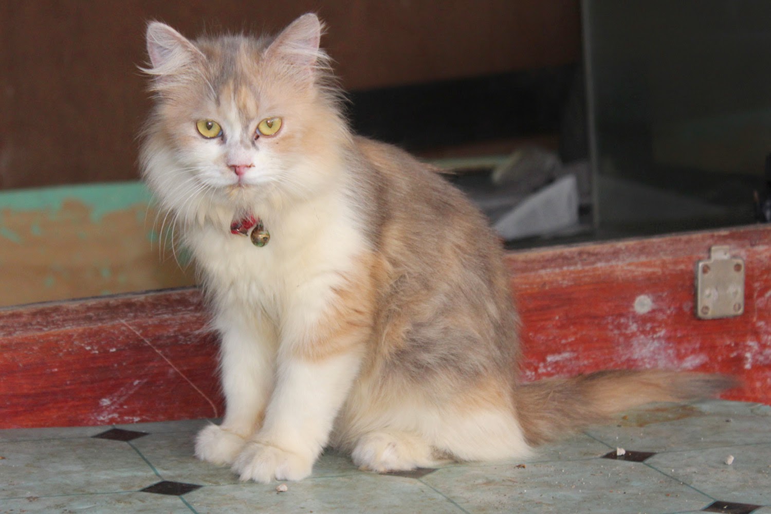 Background Kucing Warna Tortie Comel