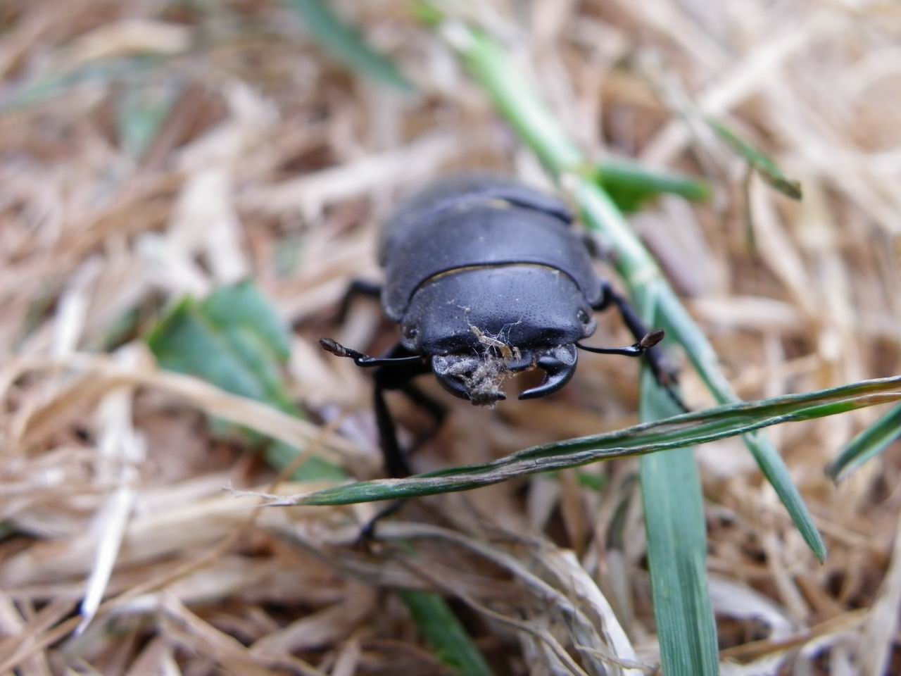 Scarabee bousier