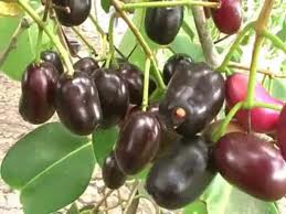 Jamblang (Duwet) - Salsabila-Ravina