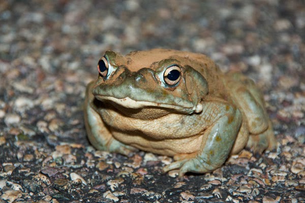 Animals of the world: Colorado River toad