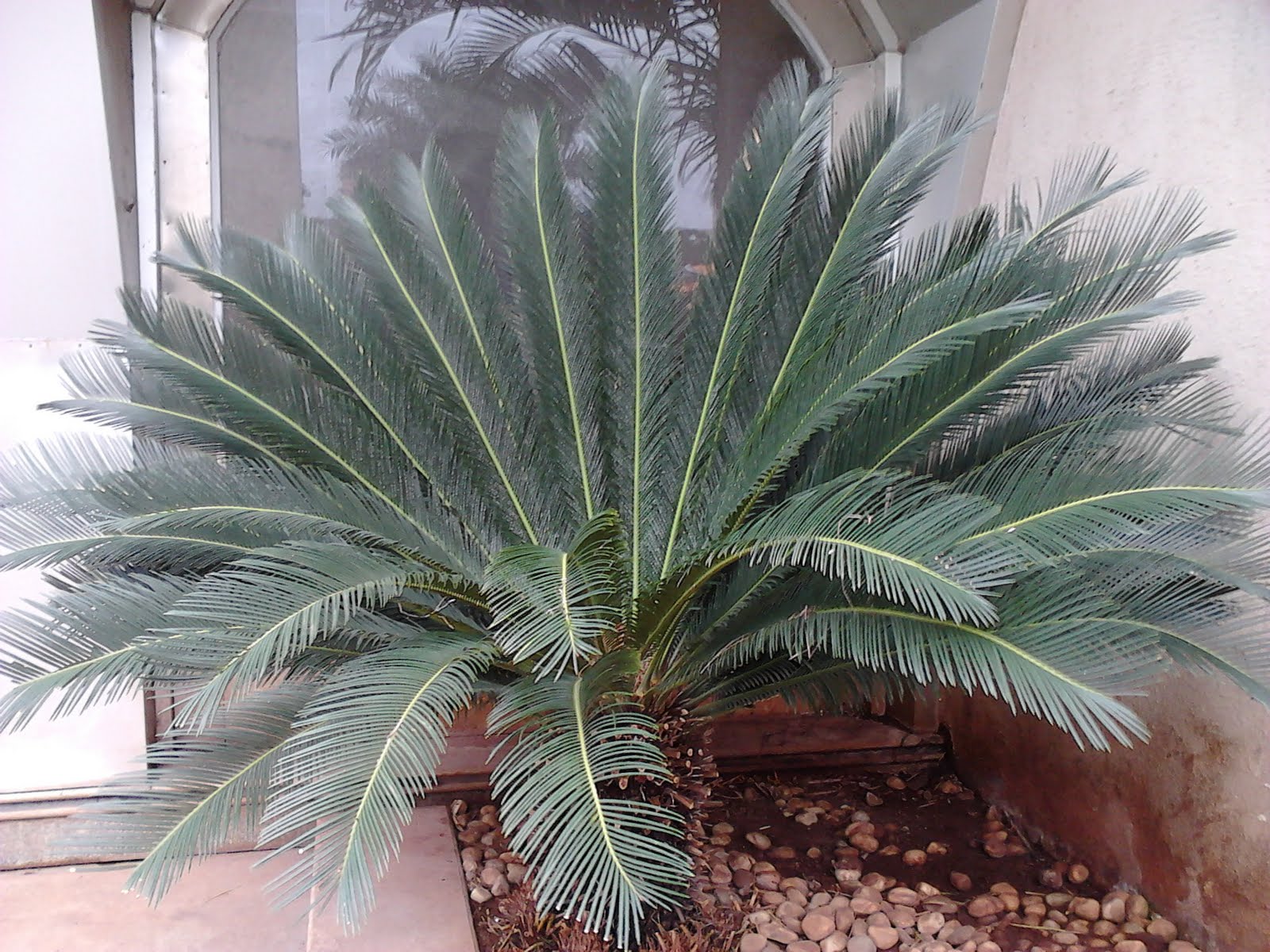 Garden Care Simplified: The Cycas Plant