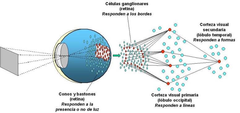 Medicamentos y avances en medicina: EL OJO BIÓNICO Medicamentos y avances en medicina: EL OJO BIÓNICO