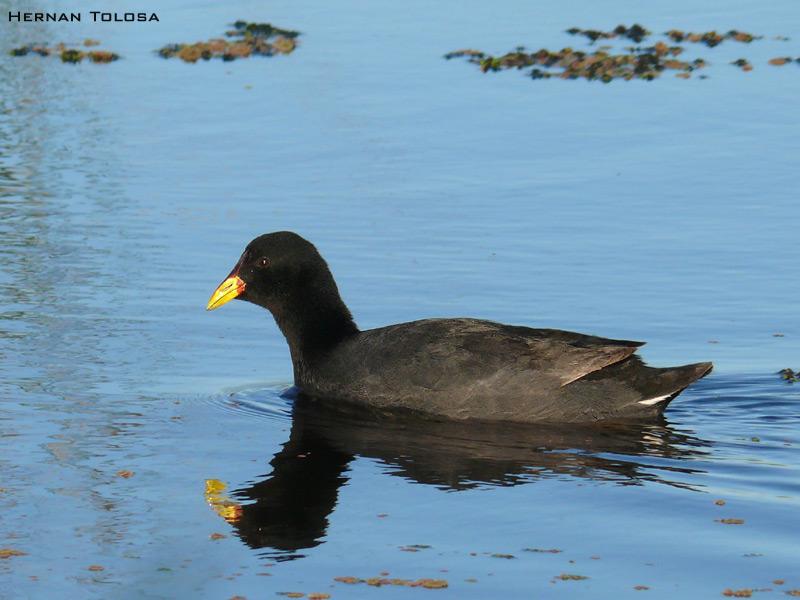 Argentina nativa: Gallareta escudete rojo (Fulica rufifrons)