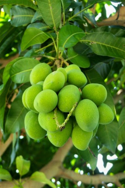 MEMPELAM ASAM ~ YOU DON'T NEED A SILVER FORK TO EAT GOOD FOOD