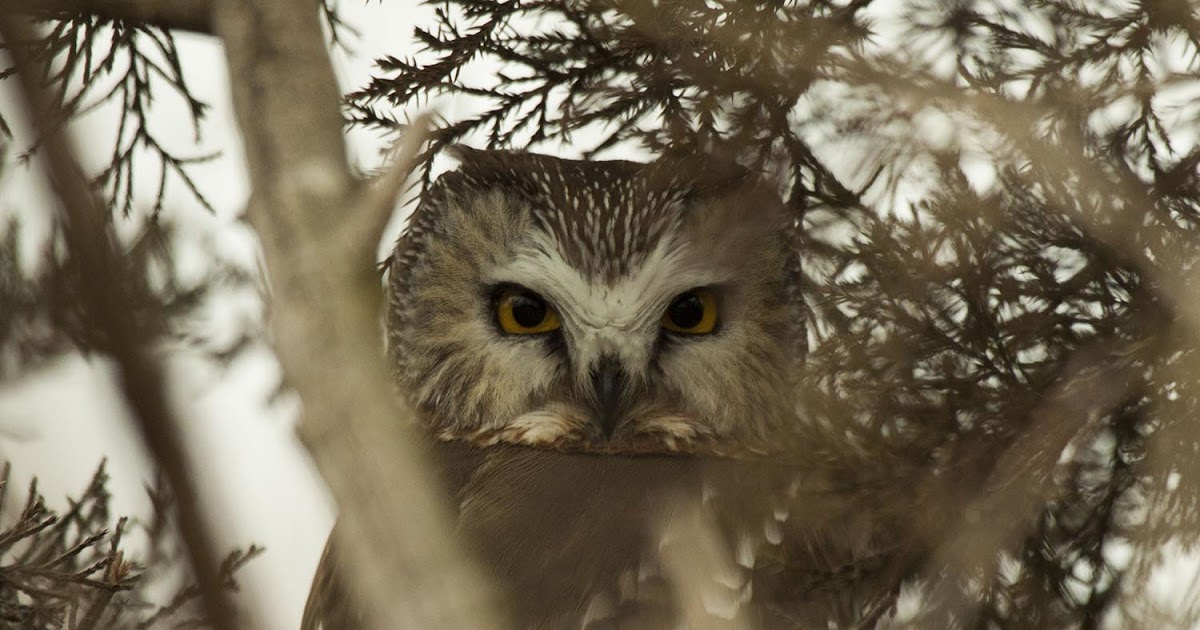 Birding Is Fun!: An Unexpected Saw-whet