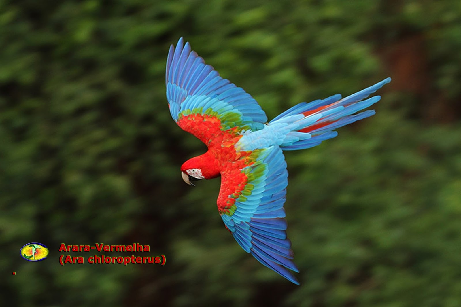 Arara Vermelha Nome Cientifico - FDPLEARN
