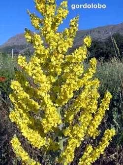 Herbolaria: Gordolobo