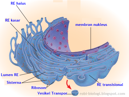 Retikulum Endoplasma: Pabrik Biosintesis - BELAJAR BIOLOGI