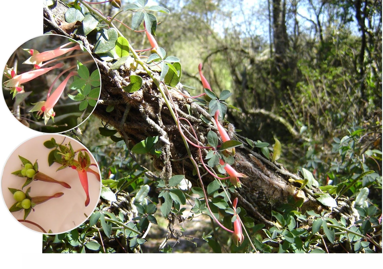 v e r d e c h a c o: junio 2016