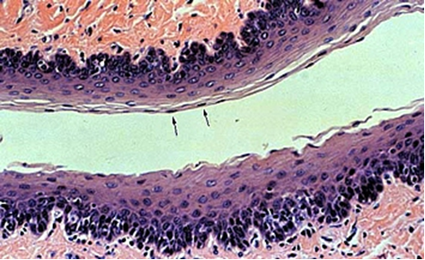 JARINGAN EPITEL HEWAN ~ Materi Belajar Online