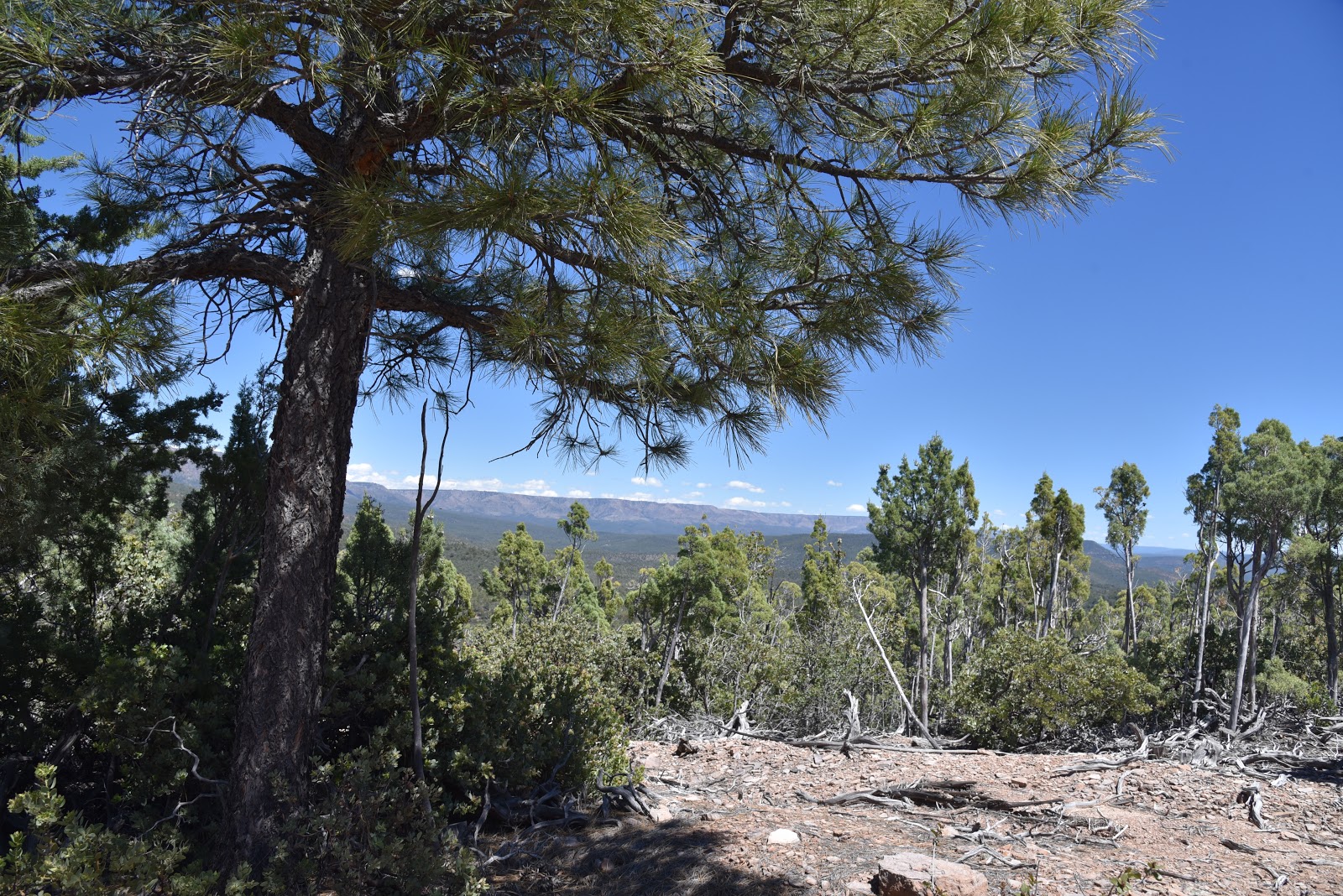 Arizona Hiking: CEDAR MESA
