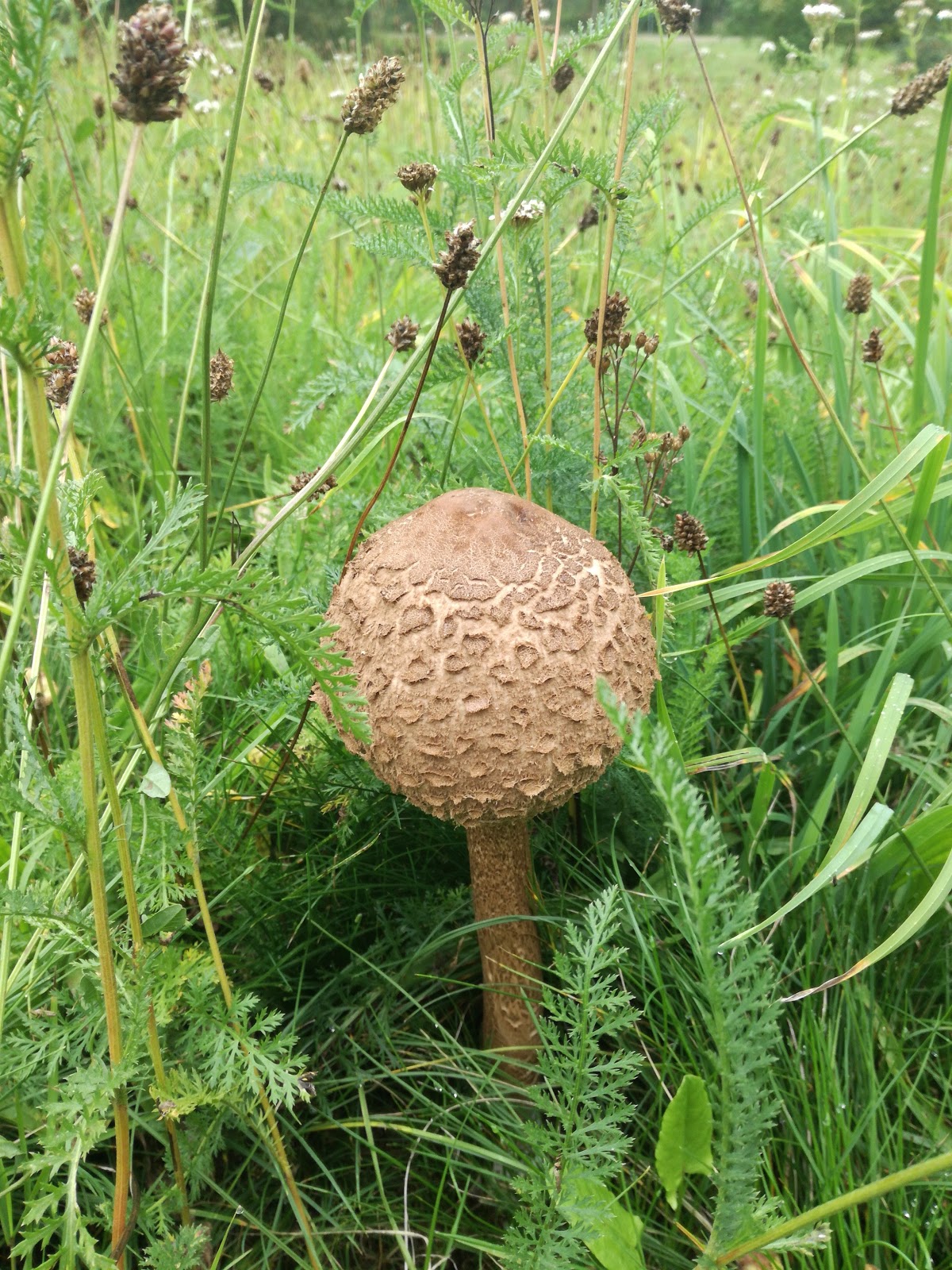 Áca-blog: bedla bedla bedla