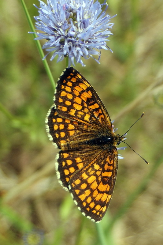 Wędrowiec Ruszowski: Muszę musze* zaglądnąć w oczy