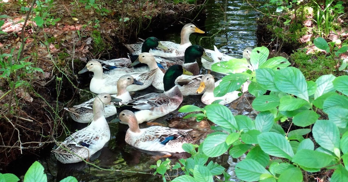 NOMADIC CHEF: Doug's Ducks- Farm Fresh Pasture Raised Welsh Harlequin Ducks