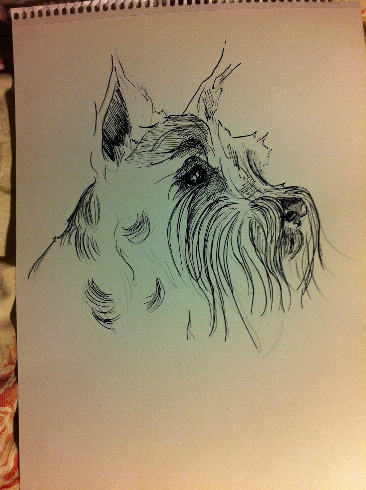 L.B 2013: schnauzer drawings