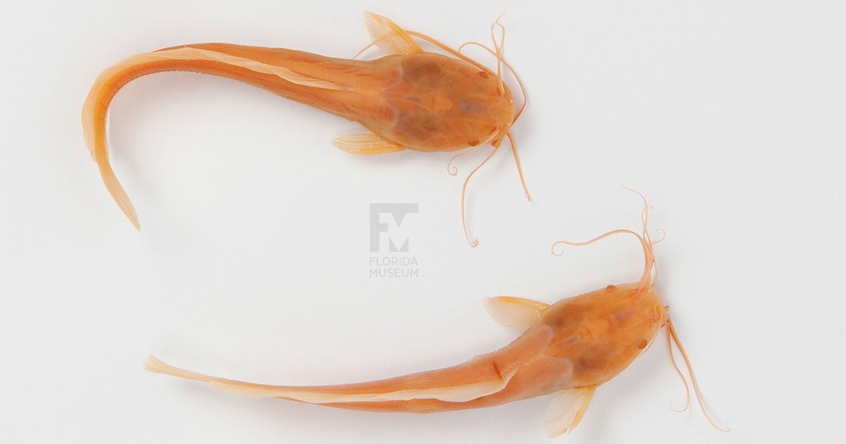 Menimbang Kembali Mitos Ikan Lele Truno: Fenomena Alam, Muatan ...