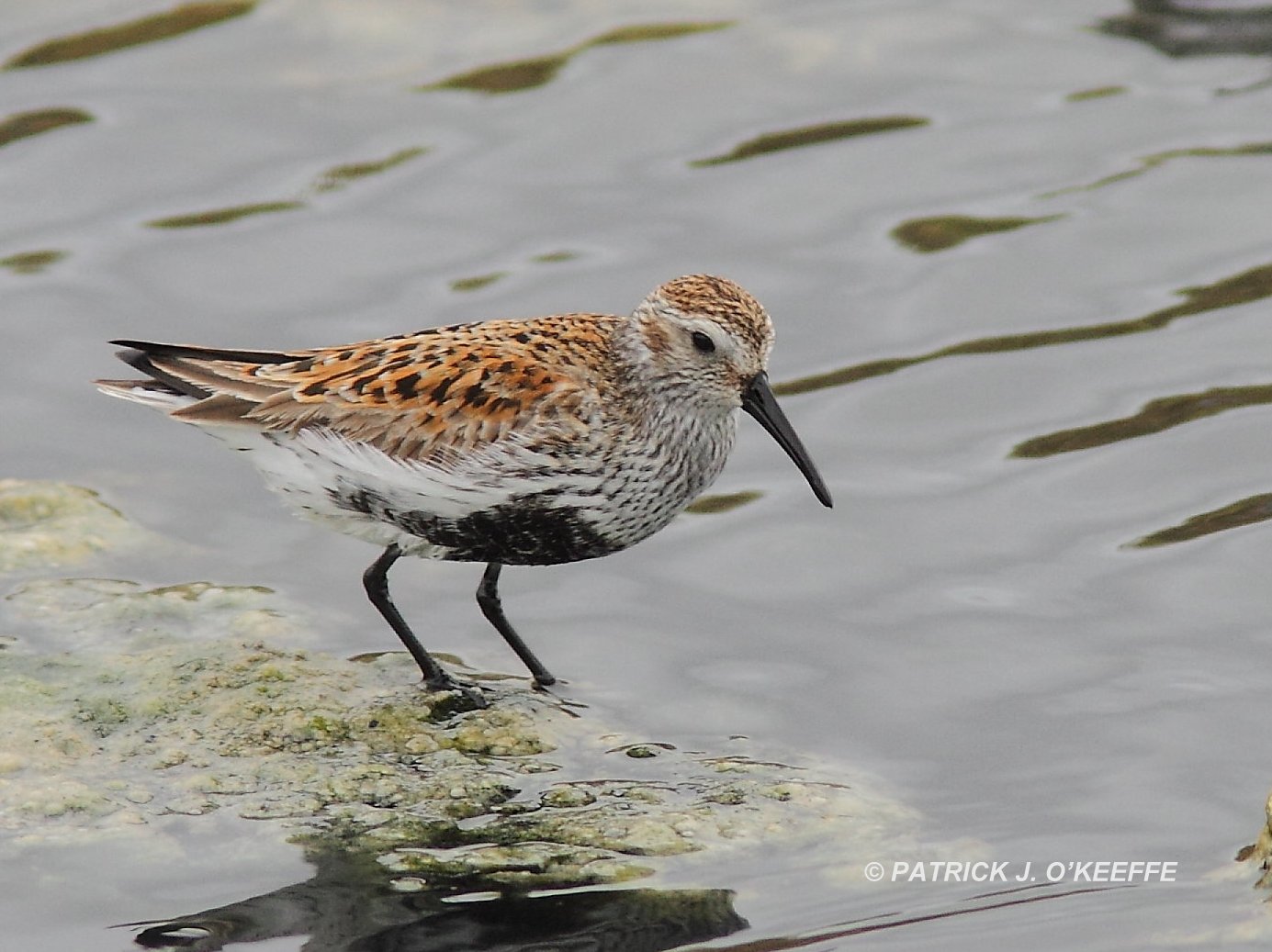 Raw Birds: DUNLIN (Adult, breeding plumage) Calidris alpina Nature ...