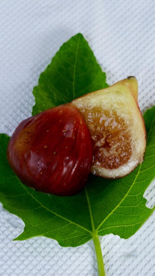 Figs Photo Collection Around the World: BAYERN FEIGE Fig