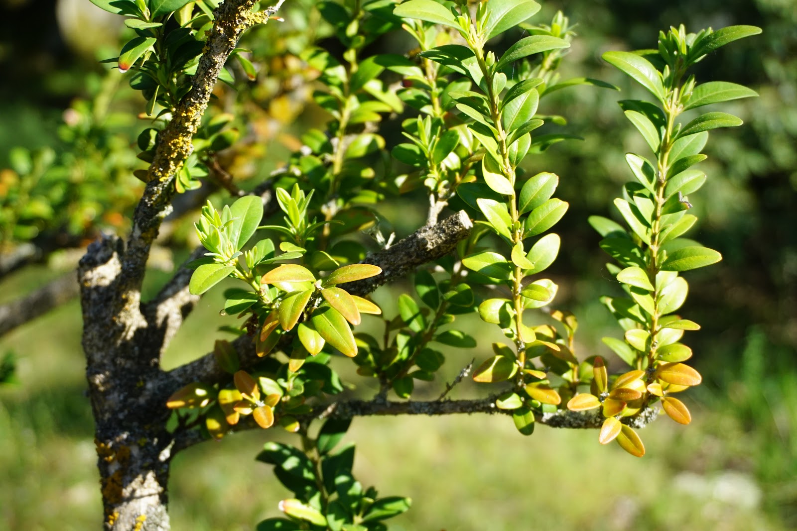 Plantas de Huerta Otea, Salamanca: Boj común (Buxus sempervirens)