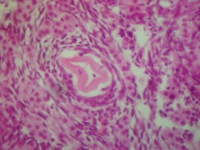 Embriologia Geral: OVOGÊNESE