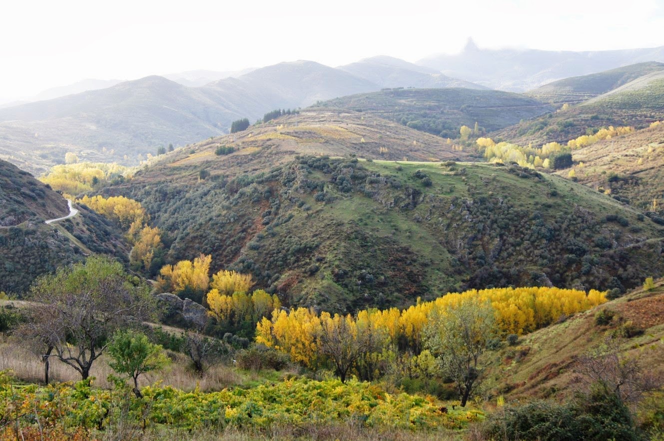 Ingeniería de la restauración ambiental y paisajismo: Definición de ...