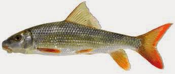 Viata de calitate: Pestele si produsele din peste