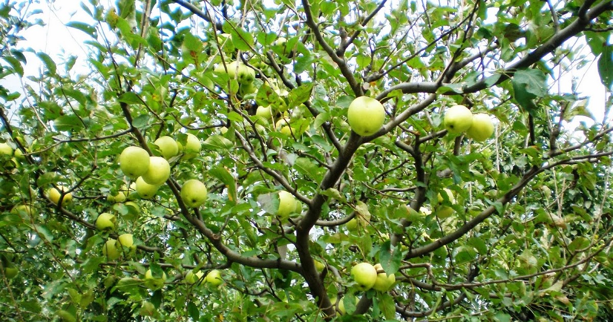 Reforestation and the Medicinal Uses of Trees -Liliana Usvat Research ...