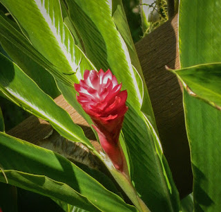 Tapestry Weavings : Art of Red Ginger