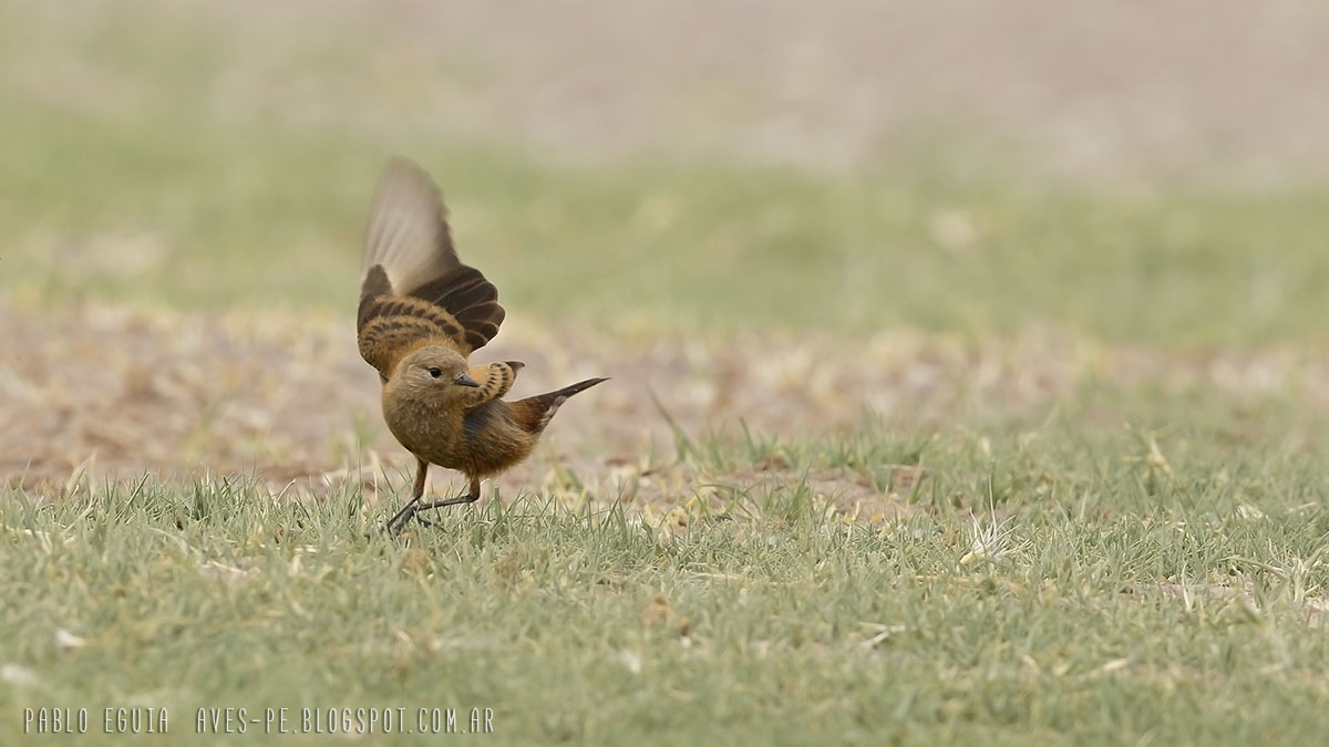 mis fotos de aves: Lessonia oreas Sobrepuesto Puneño Andean Negrito