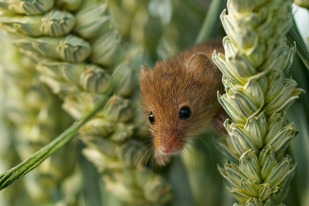 British Wildlife Centre ~ Keeper's Blog: Update and Harvest Mice