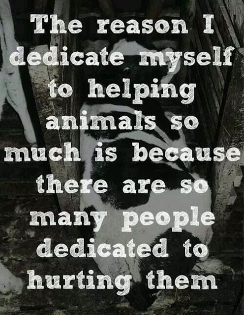 Pets N More: Best Quotes for Animal Lovers