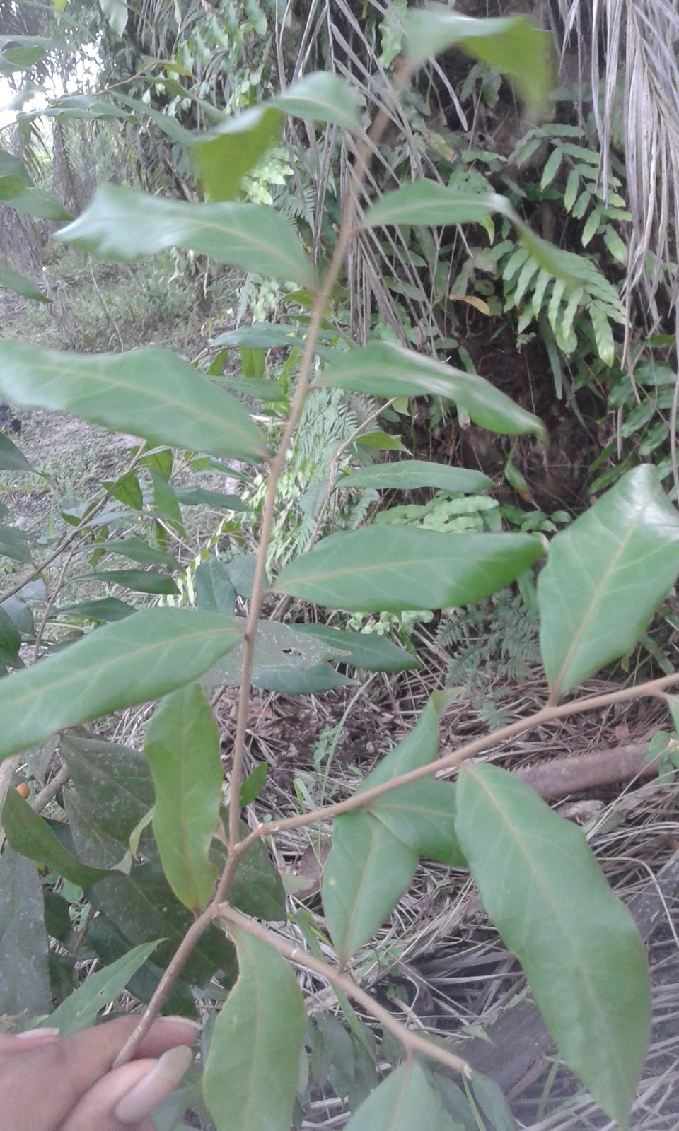 Pucuk Daun Seminyak, Sayuran Tradisional Melayu Rokanbagan batuBagan ...